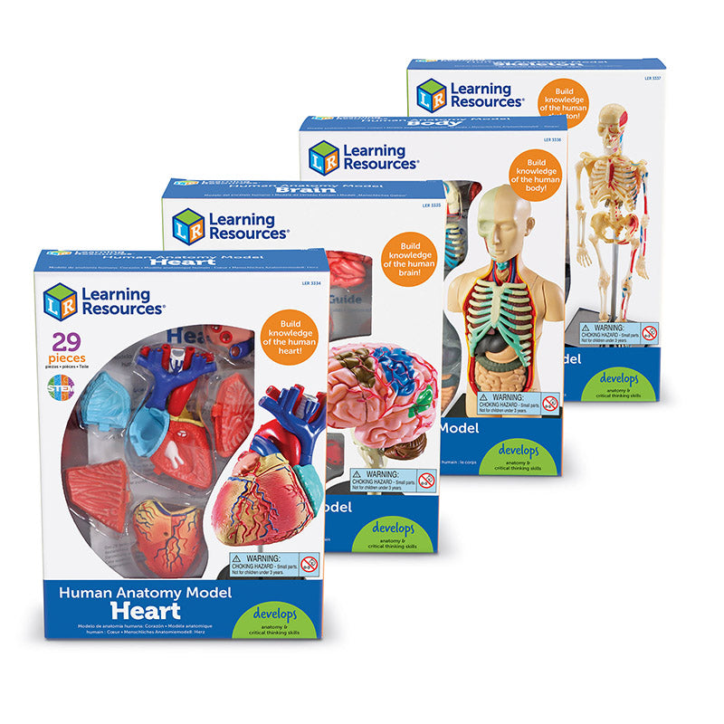 MODEL ANATOMY BUNDLE SET – McGregor's Teacher Supplies