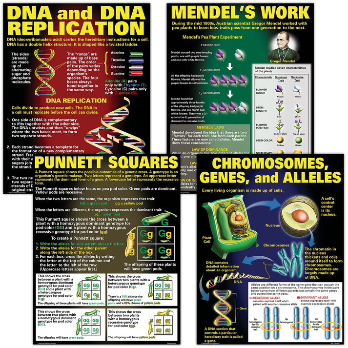 DNA & Heredity Poster Set – McGregor's Teacher Supplies